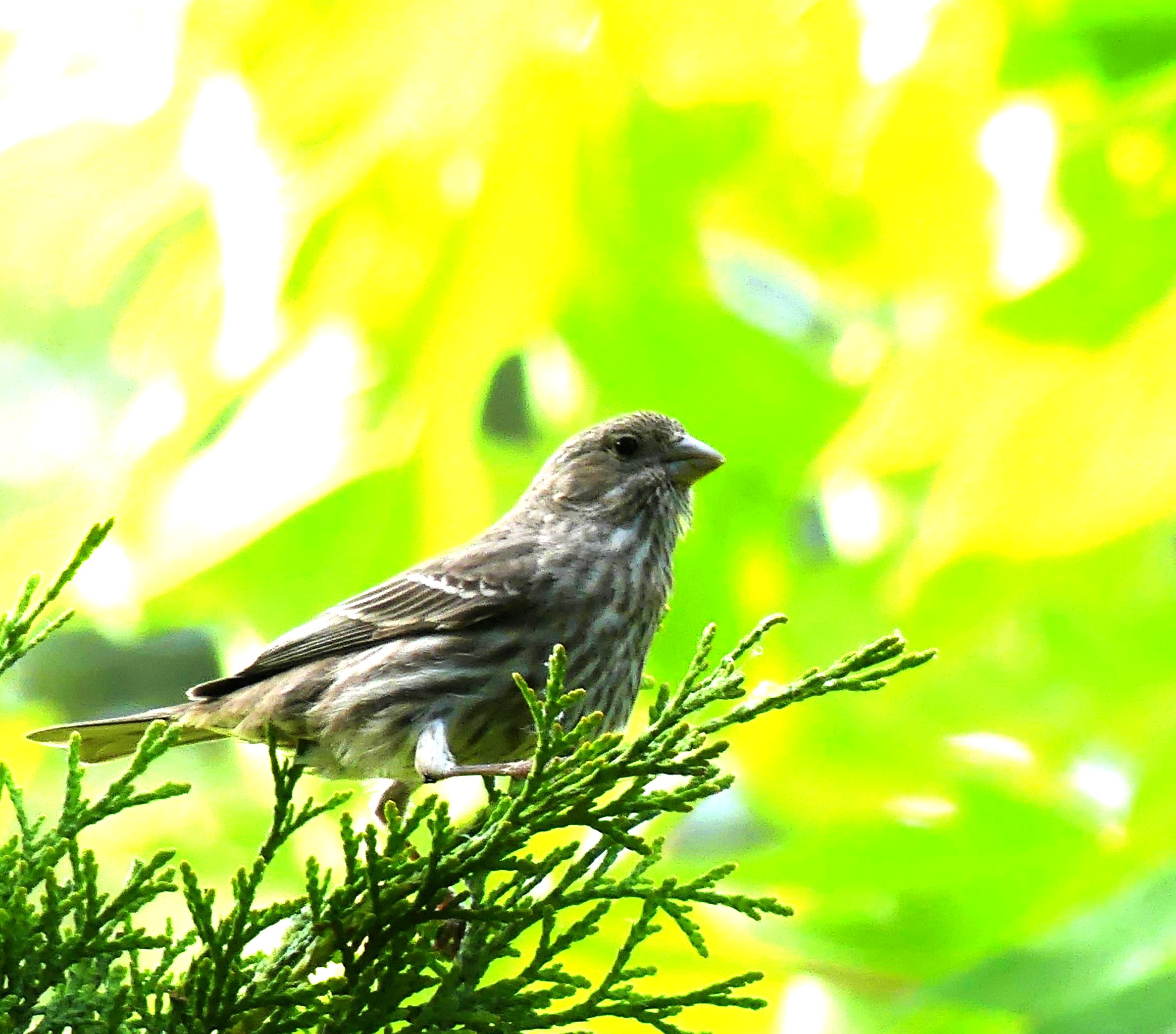 In the Garden with the Cats and the Birds – Cats and Trails and Garden ...