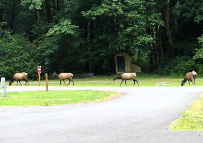 Wildlife of Hood Canal – Elk, Eagles, Seals, and Surprised by Killer ...