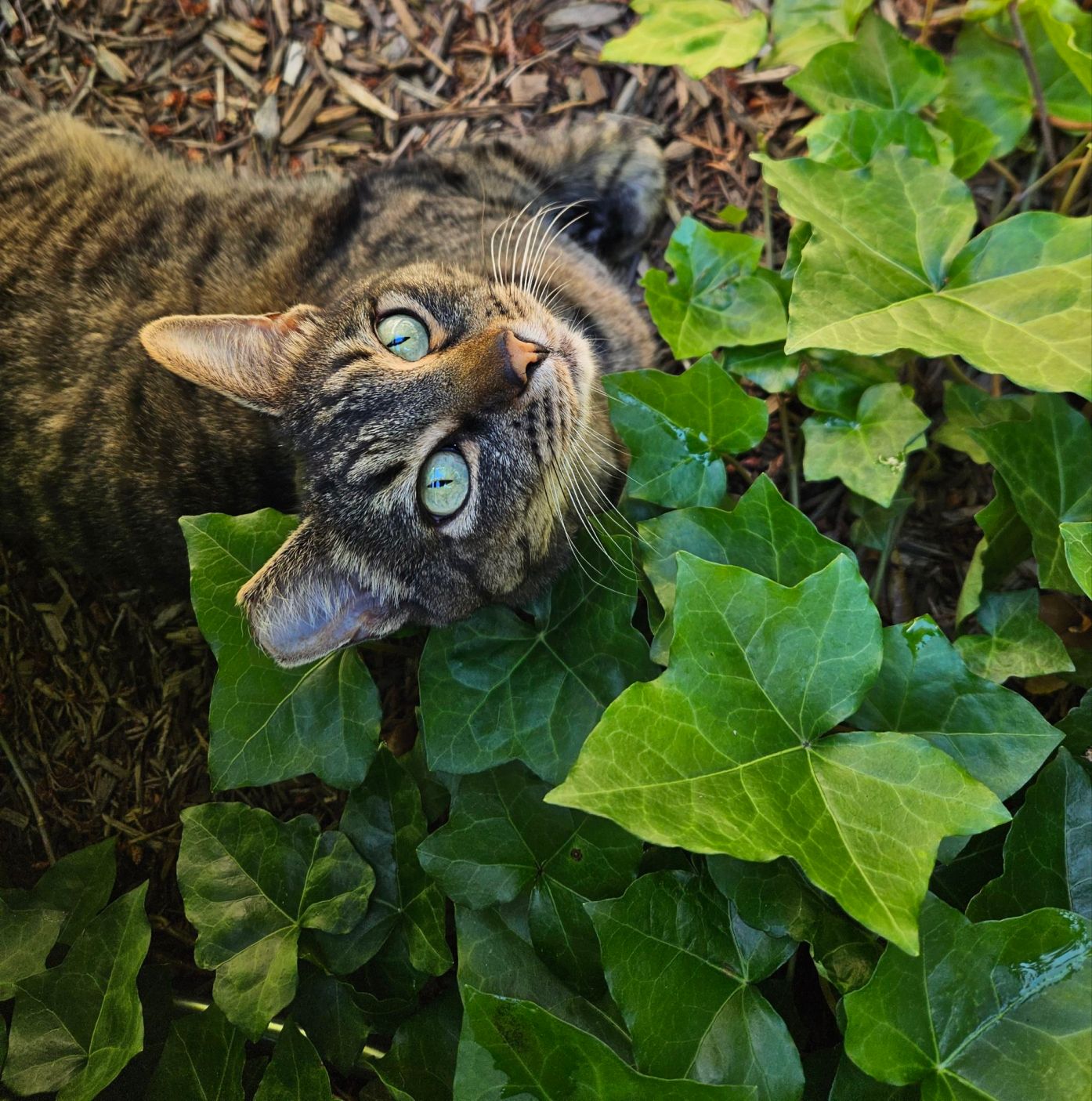Handsome in Green – Cats and Trails and Garden Tales