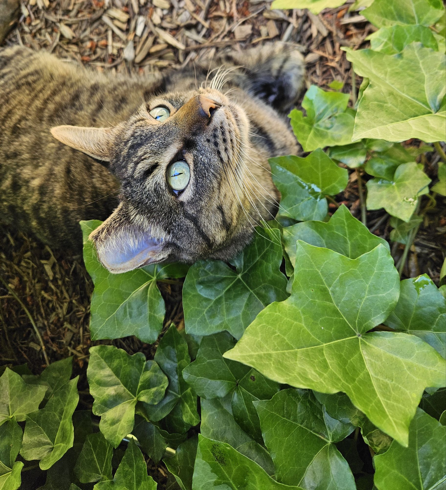 Handsome in Green – Cats and Trails and Garden Tales