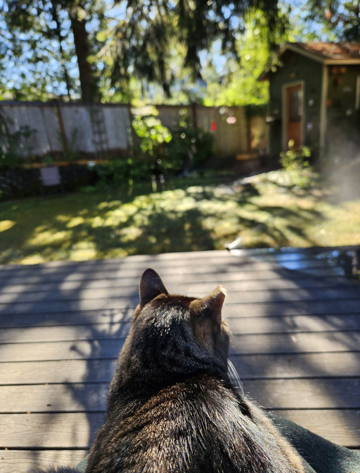 Day in the Life of a Tri-Pawed – Cats and Trails and Garden Tales