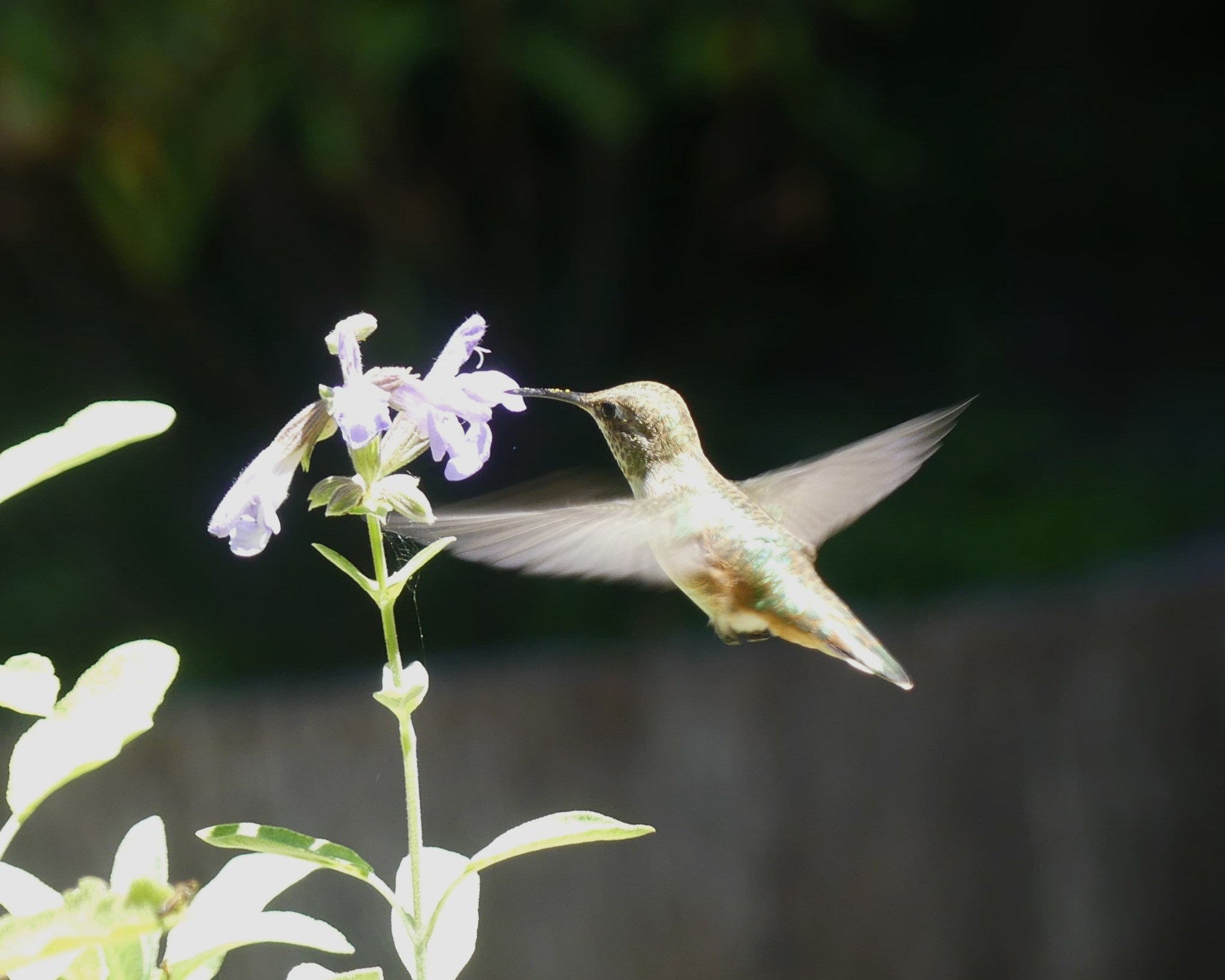 Hummingbirds in the Garden – Cats and Trails and Garden Tales