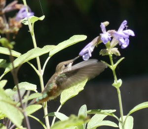 Hummingbirds in the Garden – Cats and Trails and Garden Tales