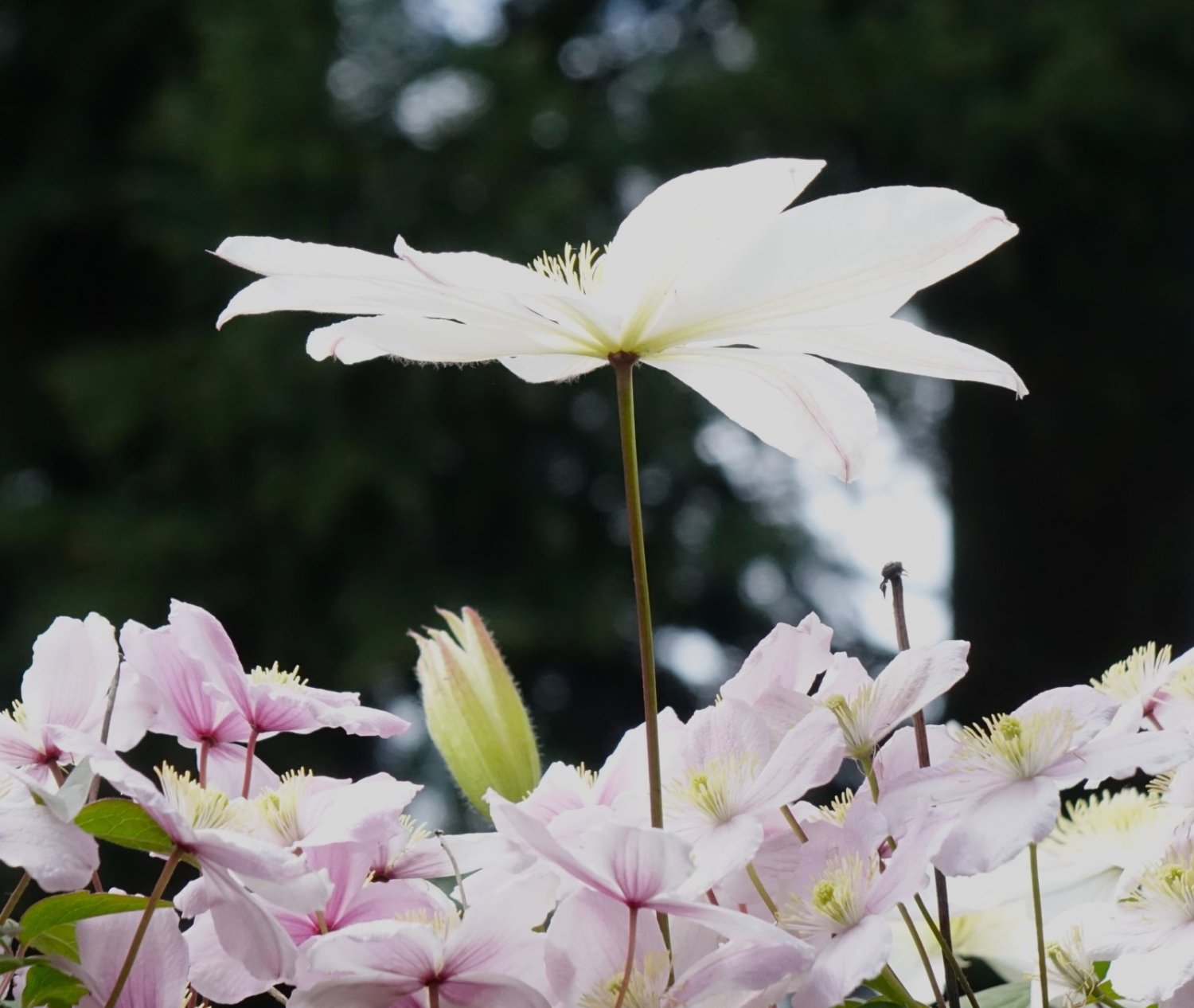Clematis – Two Ways – Cats and Trails and Garden Tales