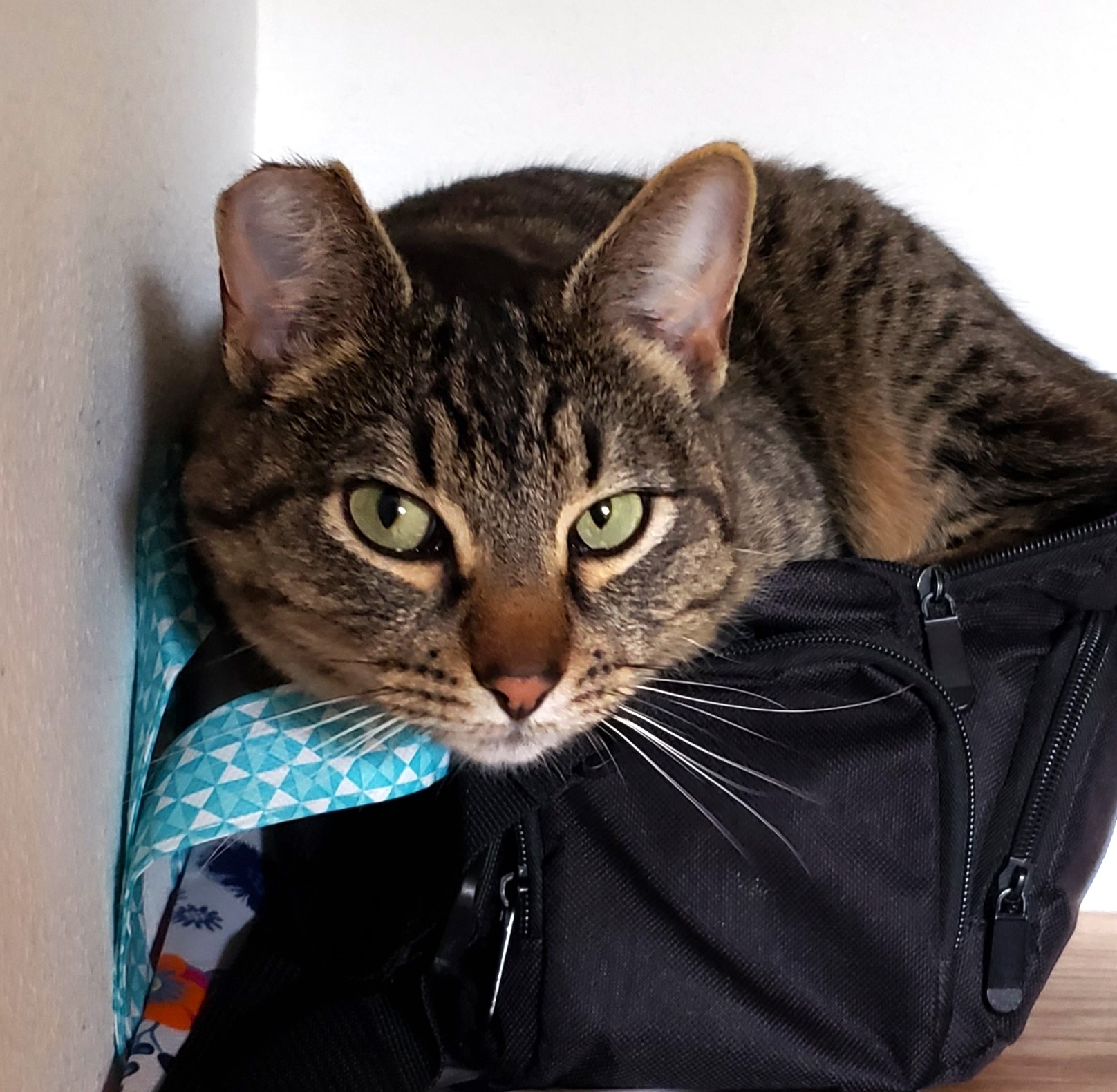 Eight Years with Benji – Cats and Trails and Garden Tales