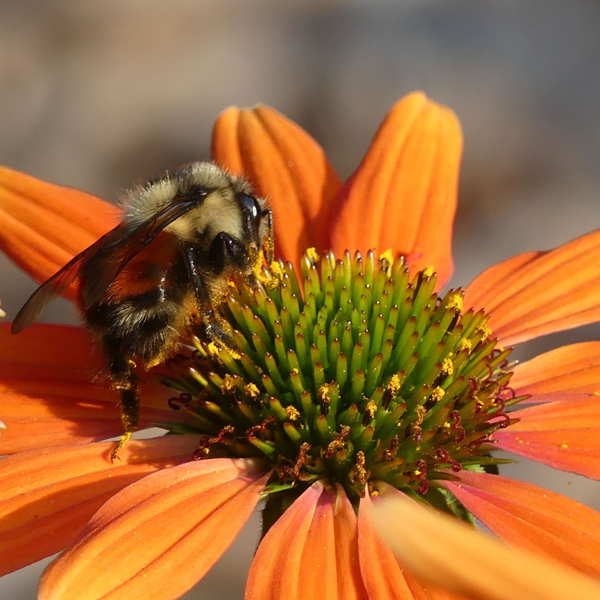 Don’t Worry – Bee Happy! – Cats and Trails and Garden Tales