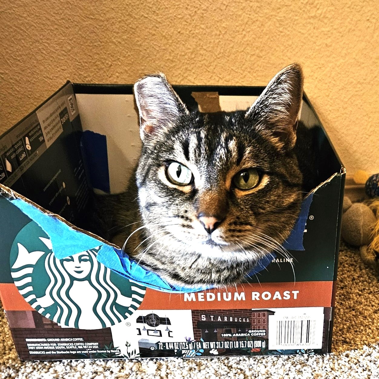 Cats and Trails and Garden Tales – Musings on cats, travel, gardens and ...