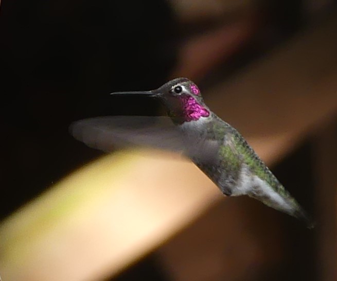 Hummingbirds in the Fall Garden – Cats and Trails and Garden Tales