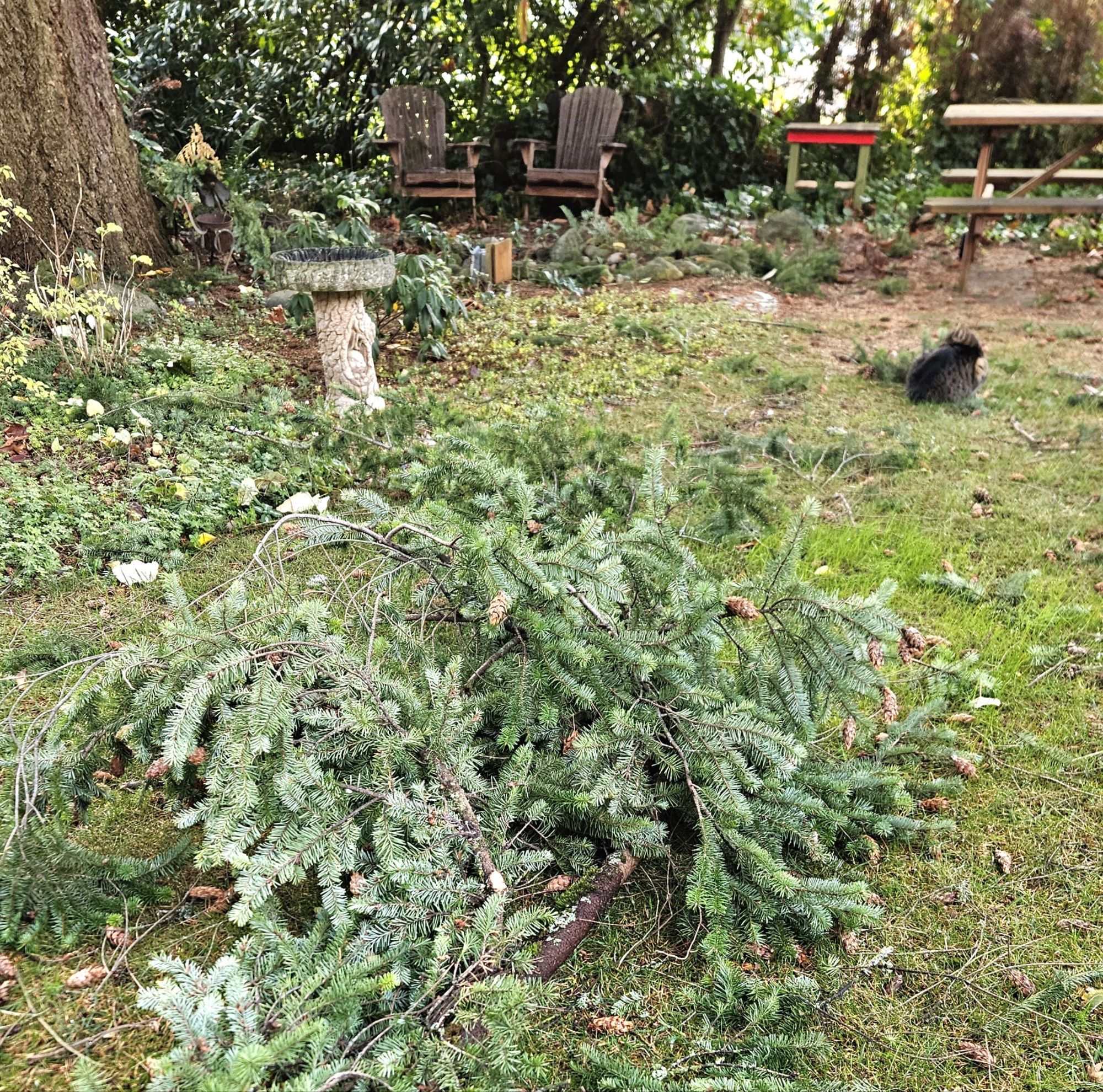 About that Bomb Cyclone – Cats and Trails and Garden Tales