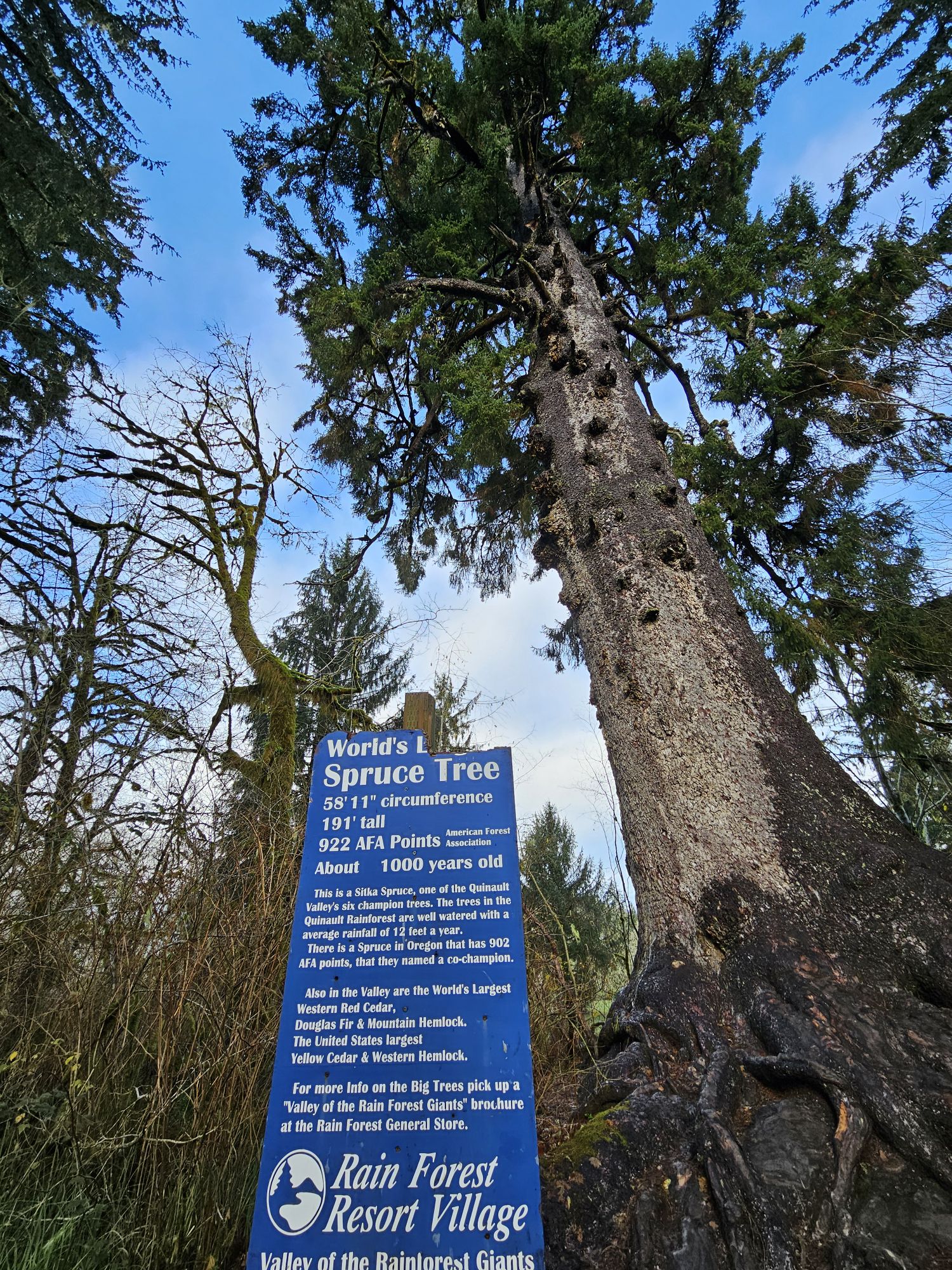 World’s Largest Spruce Tree – Cats and Trails and Garden Tales