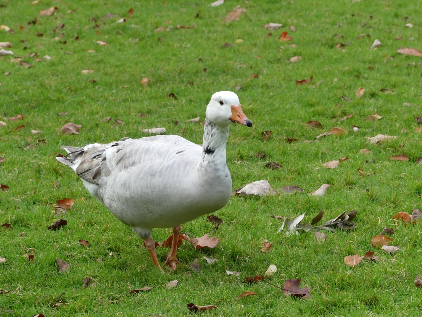 Birds without Borders – Arrival of the Snow Geese – Cats and Trails and ...