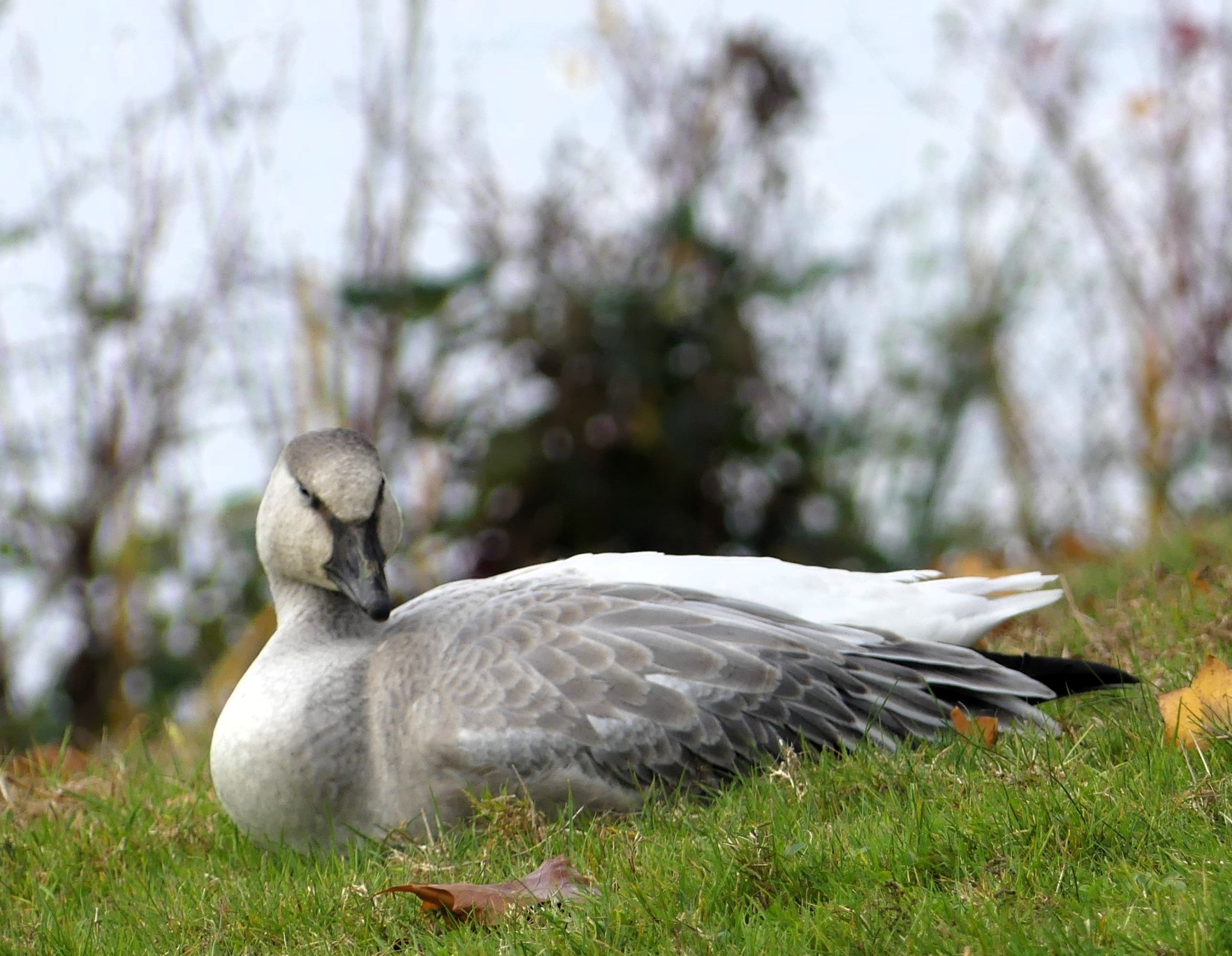 Birds without Borders – Arrival of the Snow Geese – Cats and Trails and ...