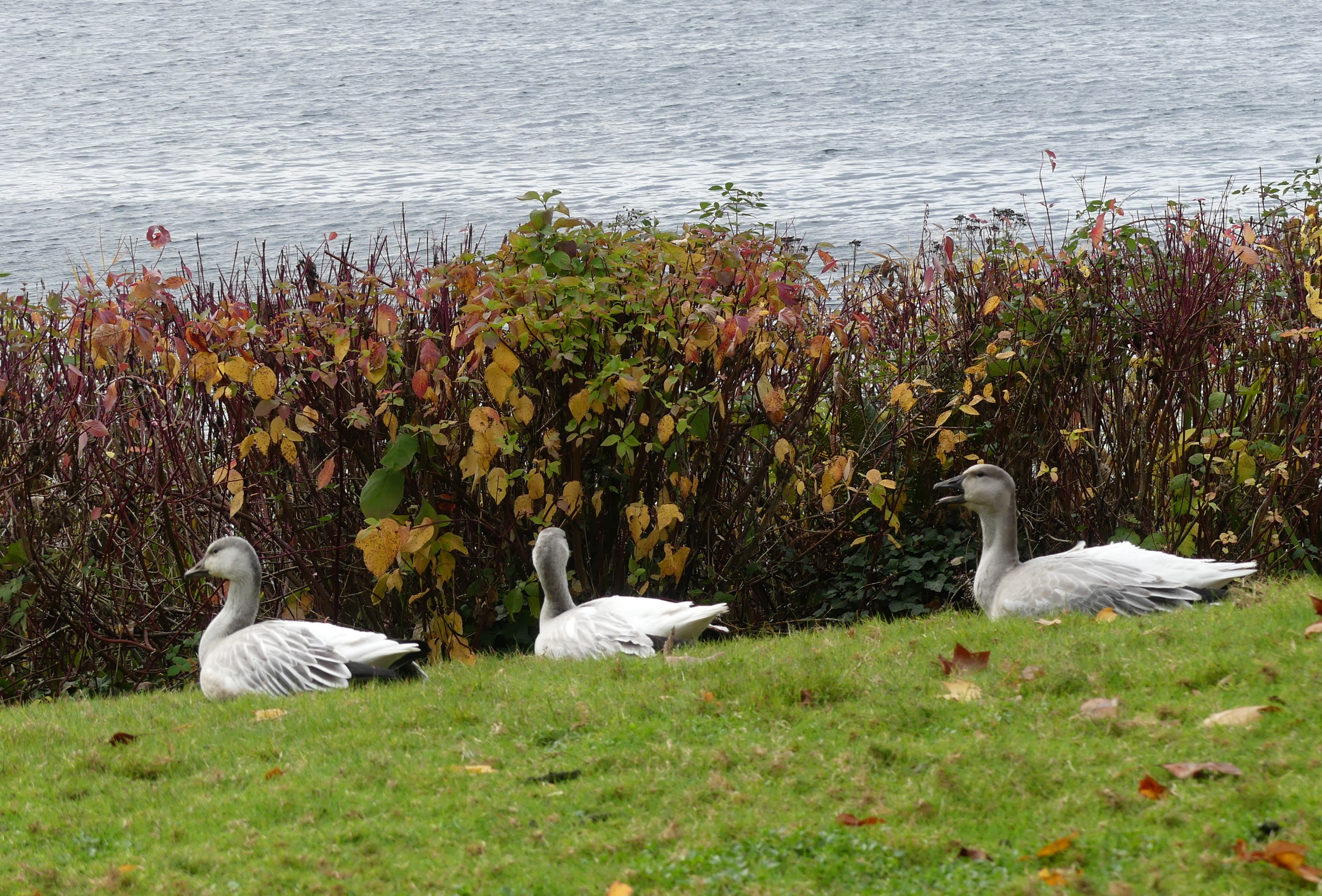 Birds without Borders – Arrival of the Snow Geese – Cats and Trails and ...