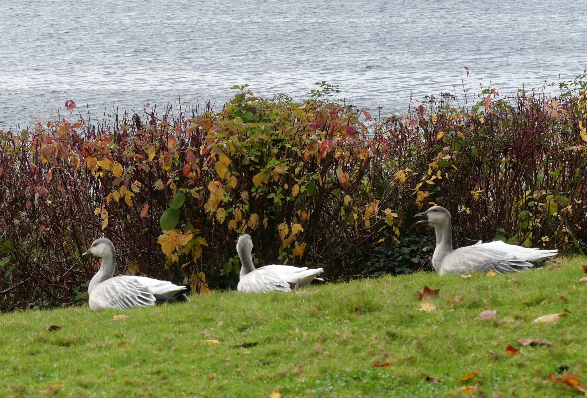 Birds without Borders – Arrival of the Snow Geese – Cats and Trails and ...