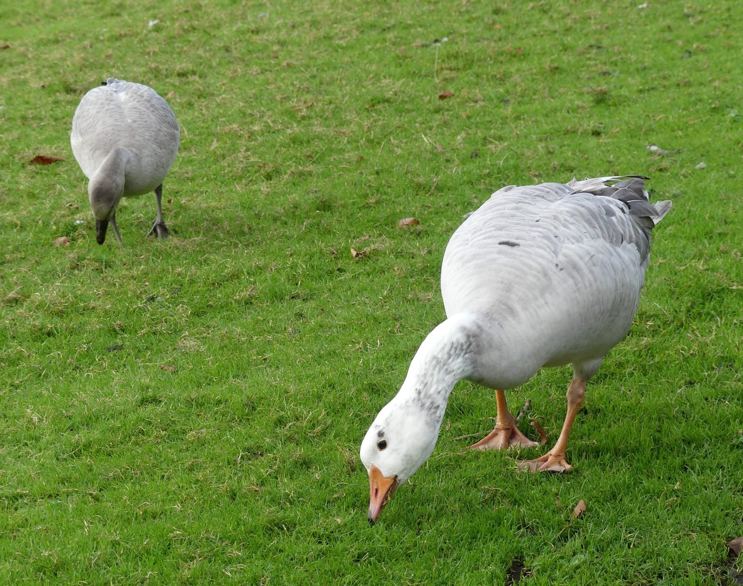 Birds without Borders – Arrival of the Snow Geese – Cats and Trails and ...