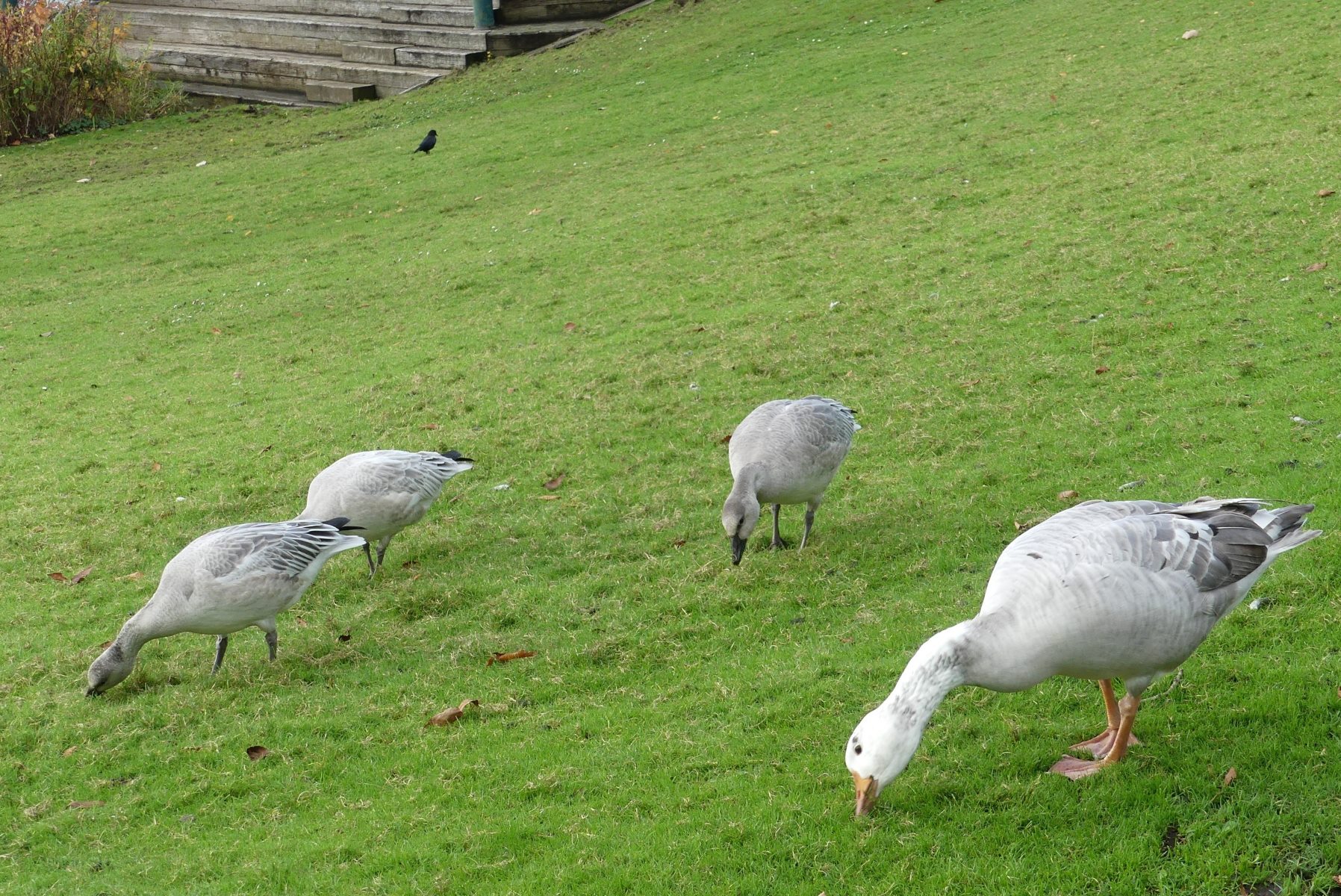 Birds without Borders – Arrival of the Snow Geese – Cats and Trails and ...