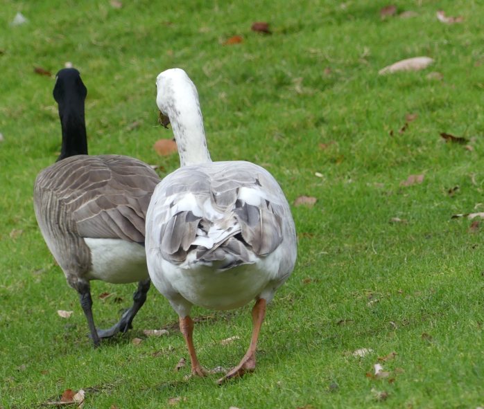 Birds without Borders – Arrival of the Snow Geese – Cats and Trails and ...