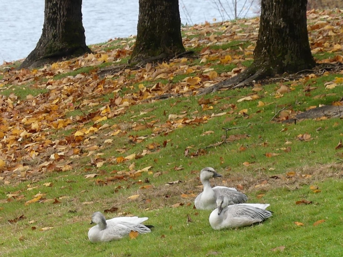 Birds without Borders – Arrival of the Snow Geese – Cats and Trails and ...