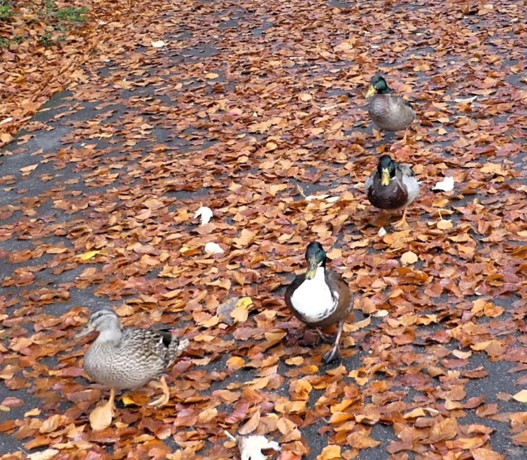 Birds without Borders – Arrival of the Snow Geese – Cats and Trails and ...