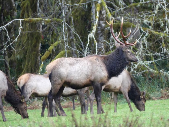 I brake for Roosevelt Elk – on the Olympic Peninsula – Cats and Trails ...