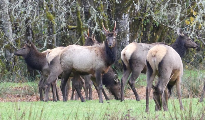 I brake for Roosevelt Elk – on the Olympic Peninsula – Cats and Trails ...