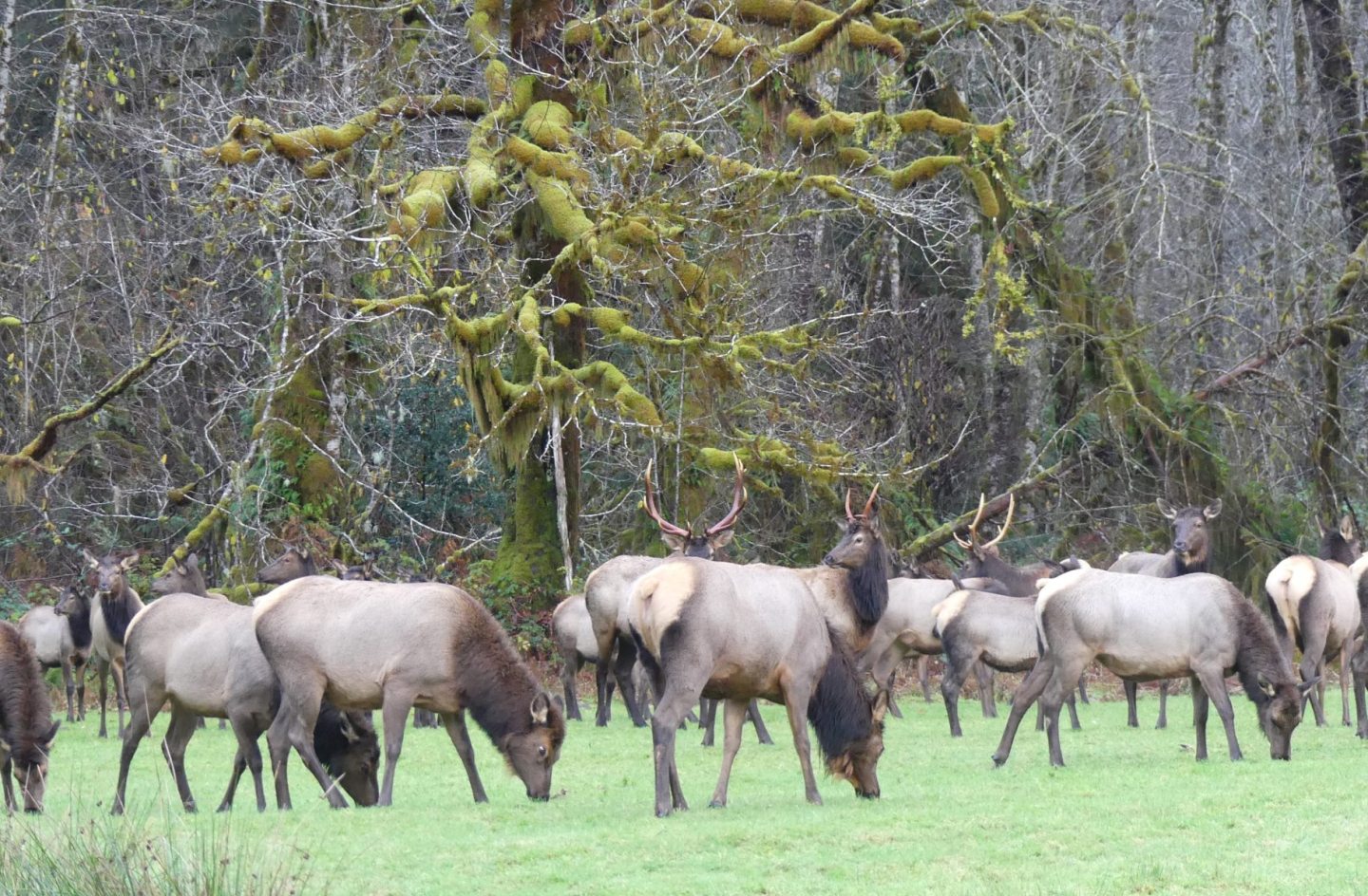 I brake for Roosevelt Elk – on the Olympic Peninsula – Cats and Trails ...