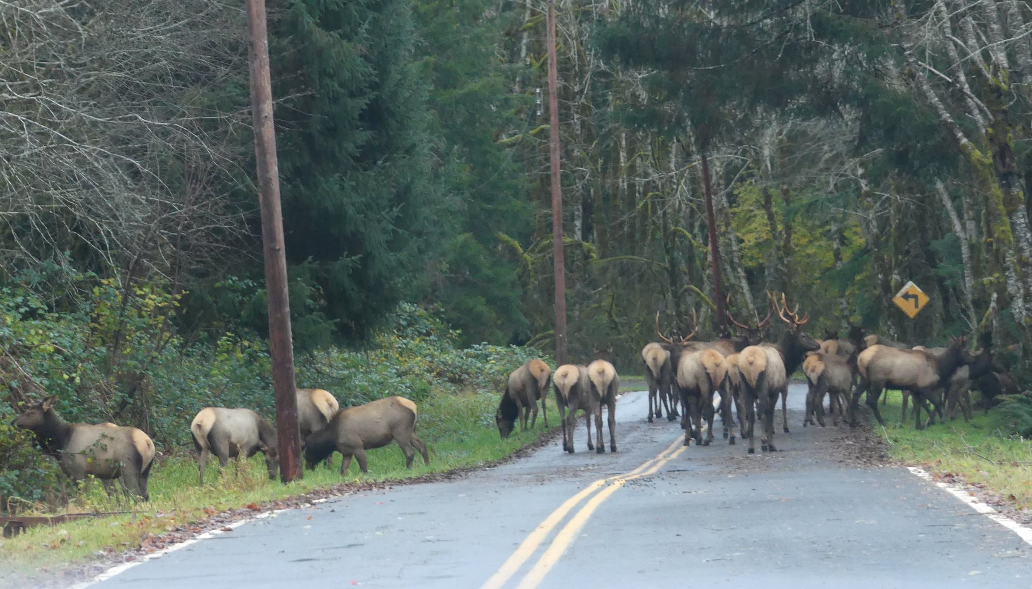 I brake for Roosevelt Elk – on the Olympic Peninsula – Cats and Trails ...
