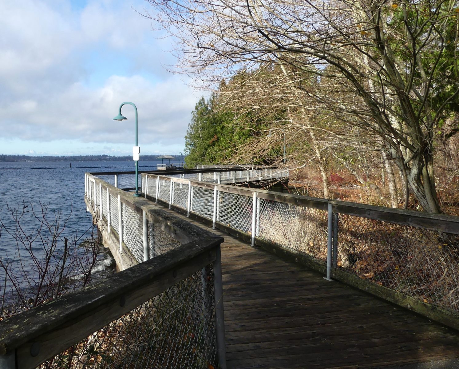 A Special Walk at Coulon Park with Bald Eagles – Cats and Trails and ...