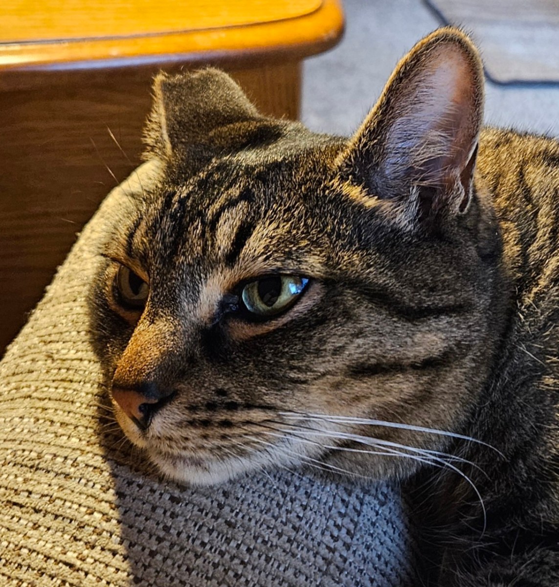 A Conversation and Playtime with Benji – Cats and Trails and Garden Tales