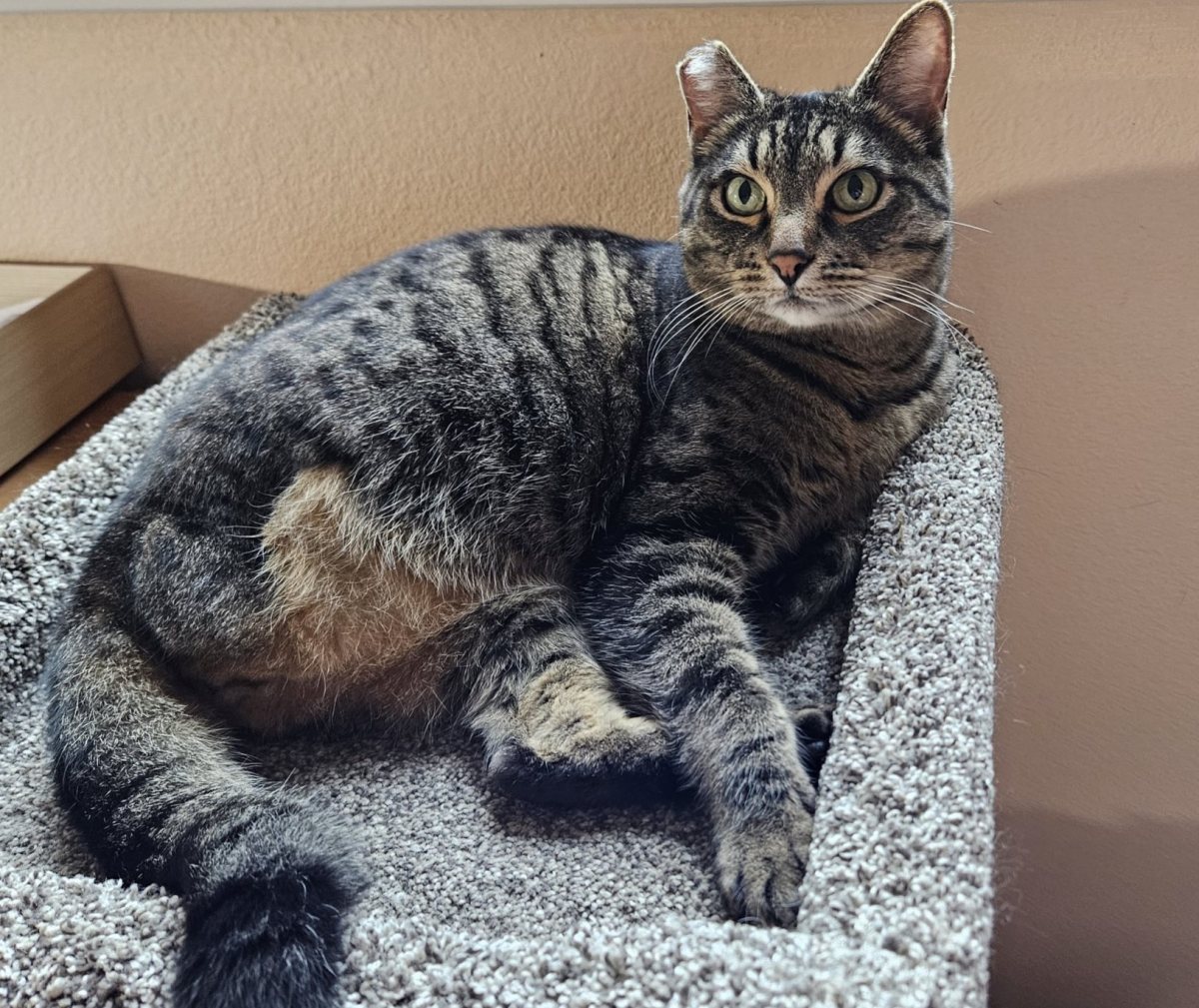 New Window Seat – What we do for Benji! – Cats and Trails and Garden Tales