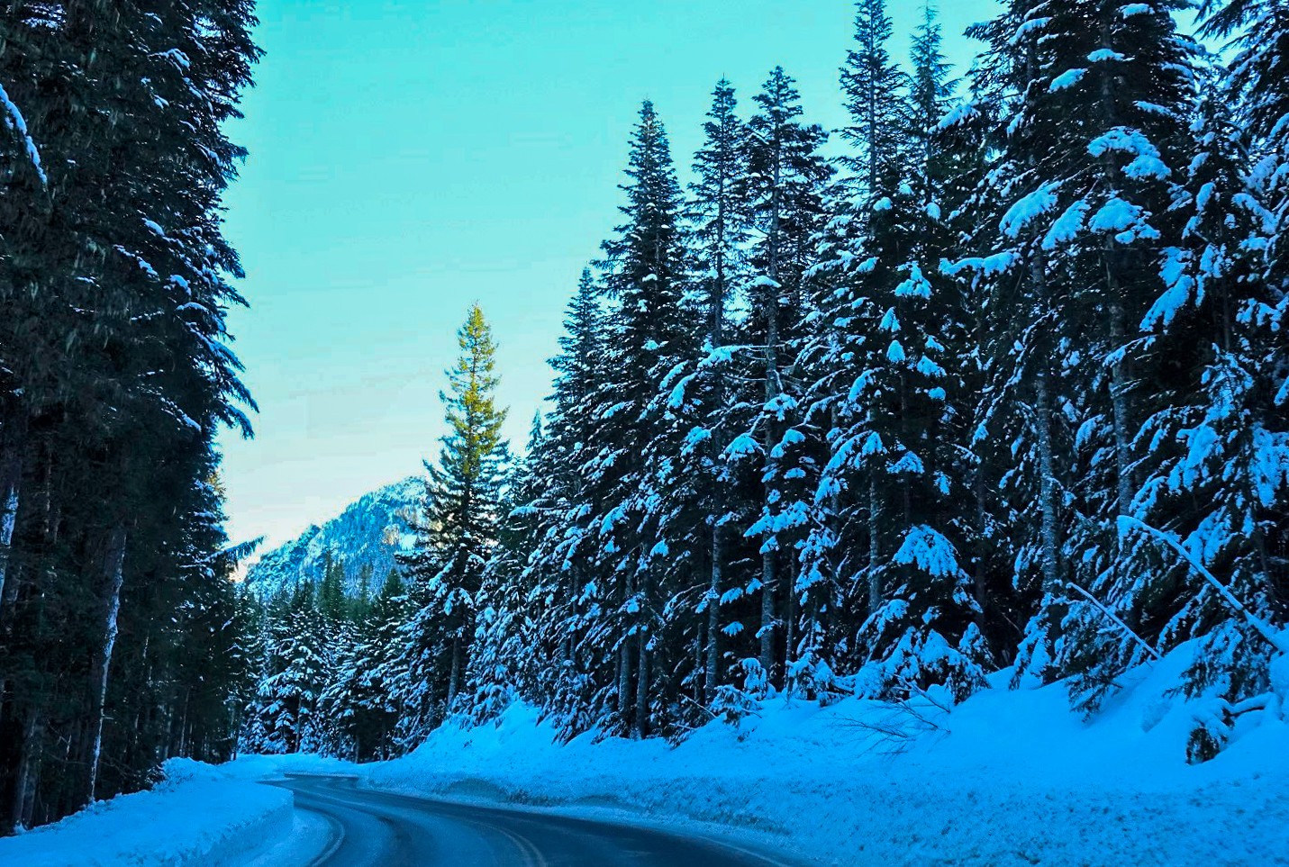 Frosty Scenes – Cats and Trails and Garden Tales