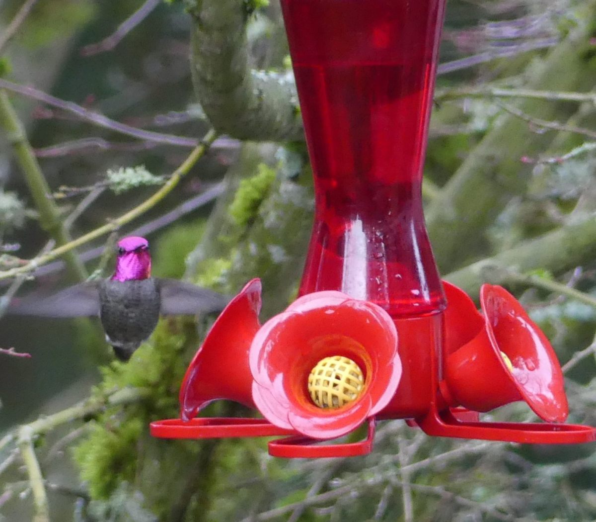 Happy Hummingbirds on the Road to Spring – Cats and Trails and Garden Tales
