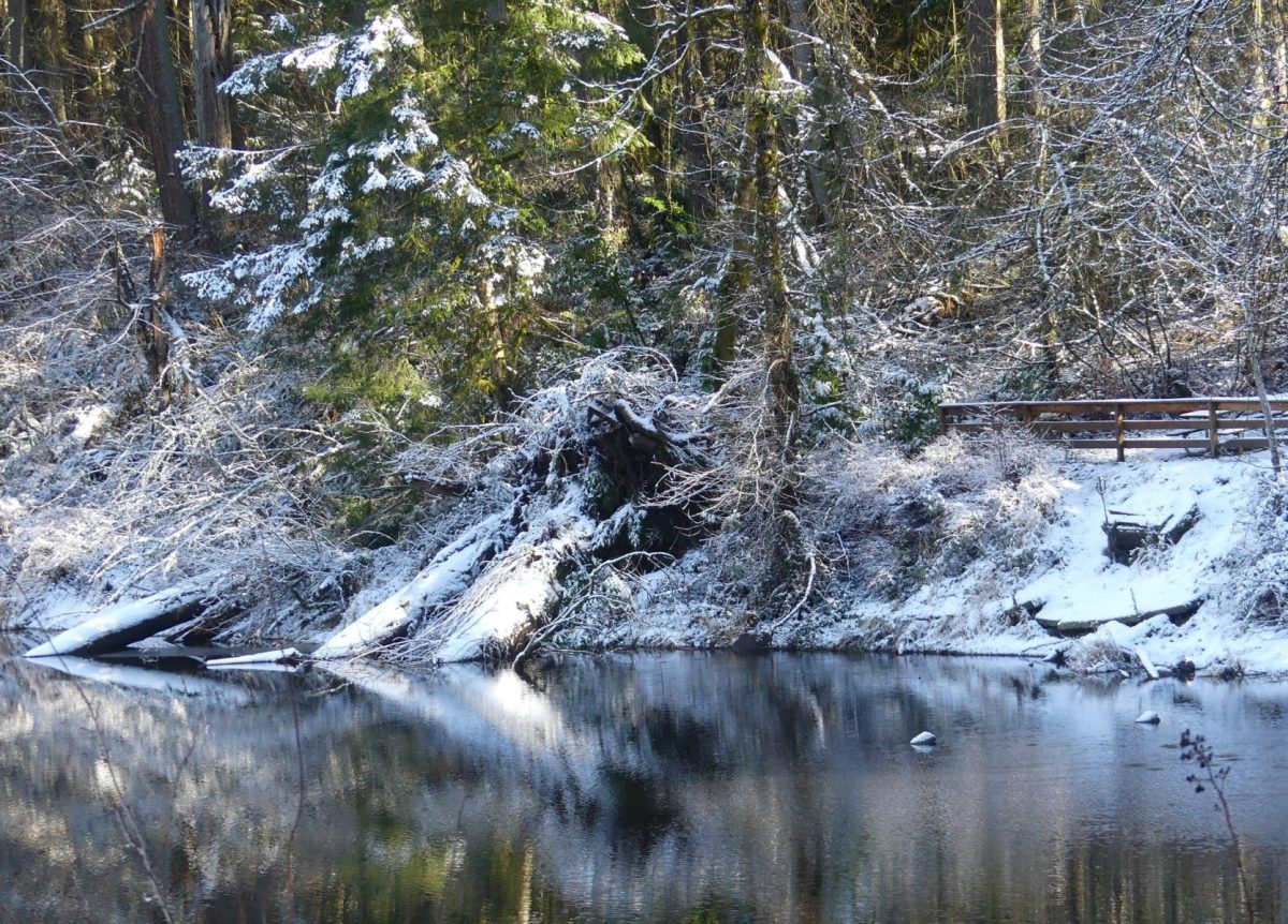 A Snowy Hike at Nolte State Park – Cats and Trails and Garden Tales