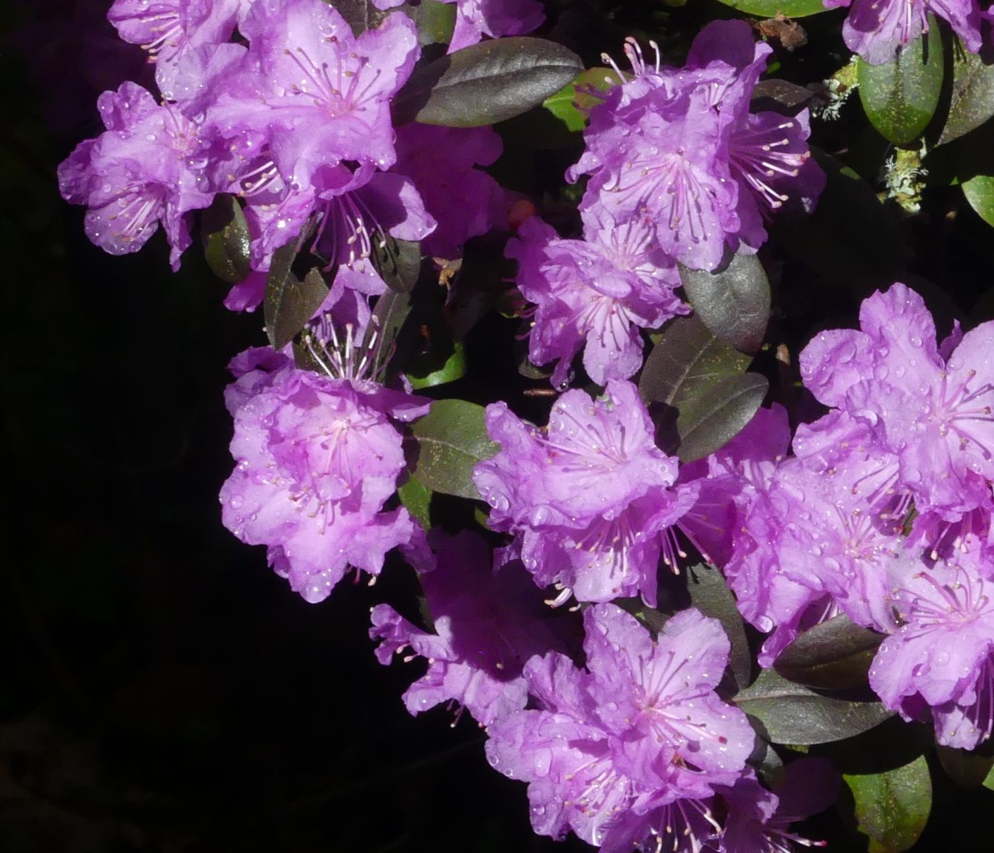 The Birds and the Bees and the Flowers and the Trees – Cats and Trails ...
