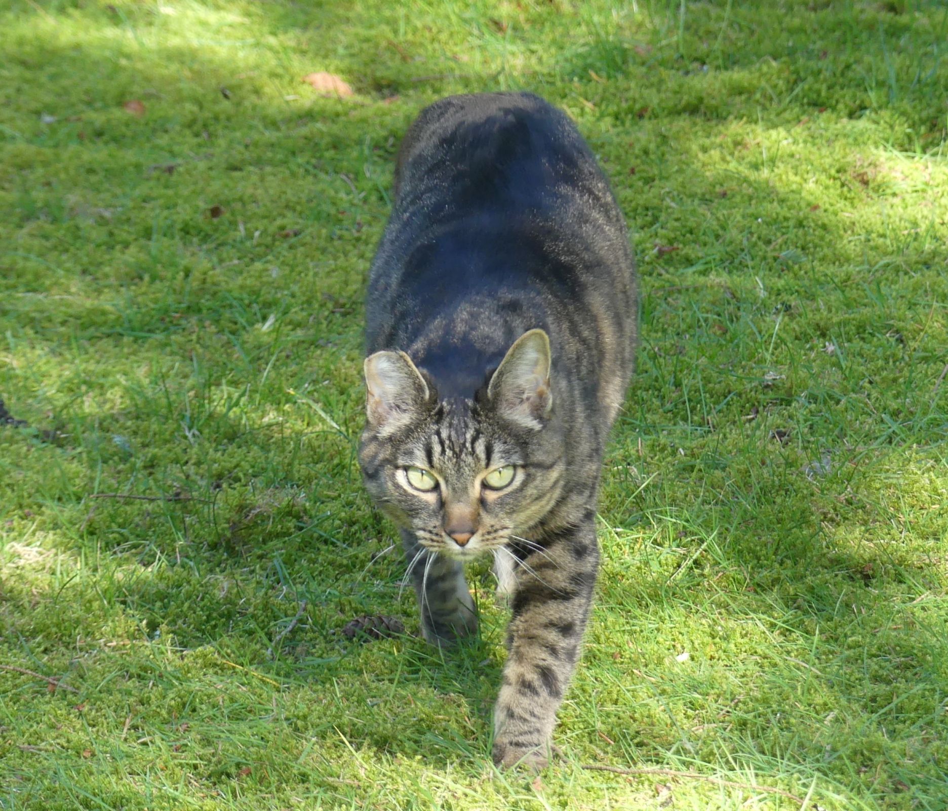 Just a Walk in the Garden with Benji and Tiger – Cats and Trails and ...