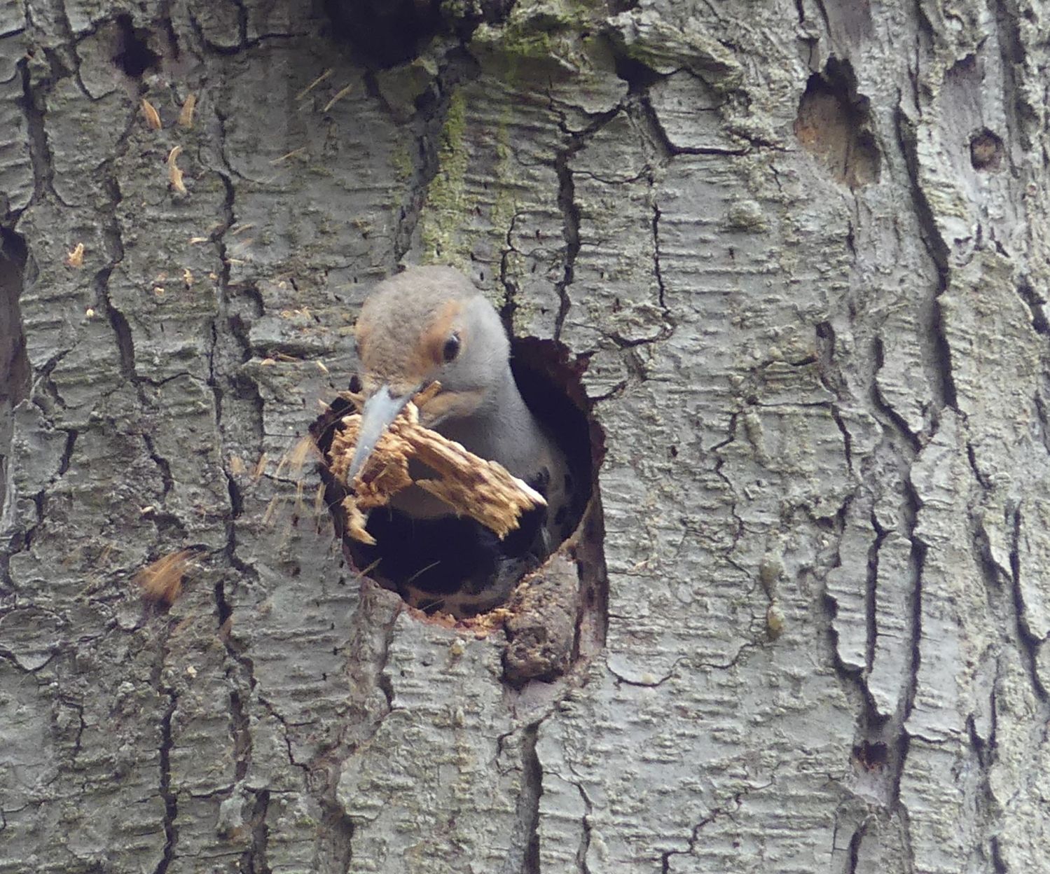 Happening in the March Garden – Birds and Blooms – Cats and Trails and ...