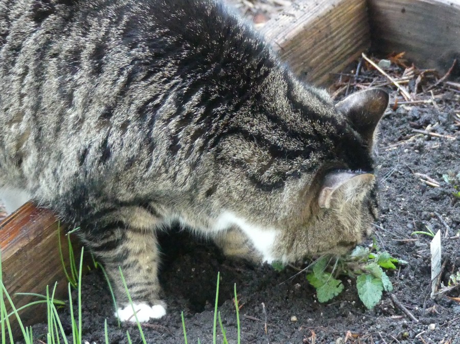 Cats and Trails and Garden Tales – Musings on cats, travel, gardens and ...