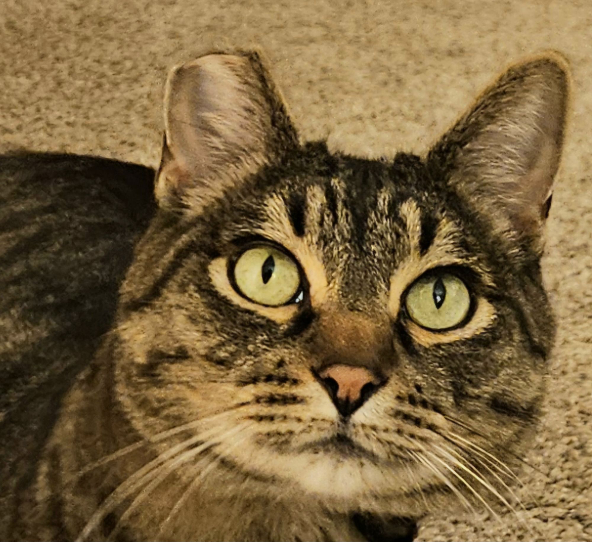 Where’s Benji? – Cats and Trails and Garden Tales