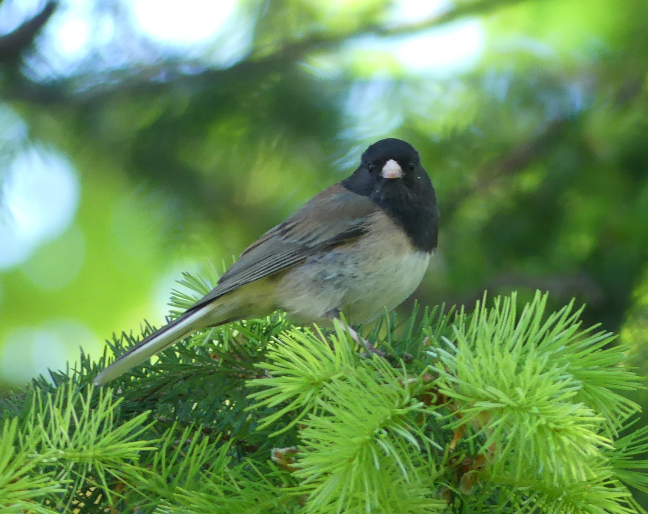 Busy as the Birds and the Bees in the Spring Garden – Cats and Trails ...