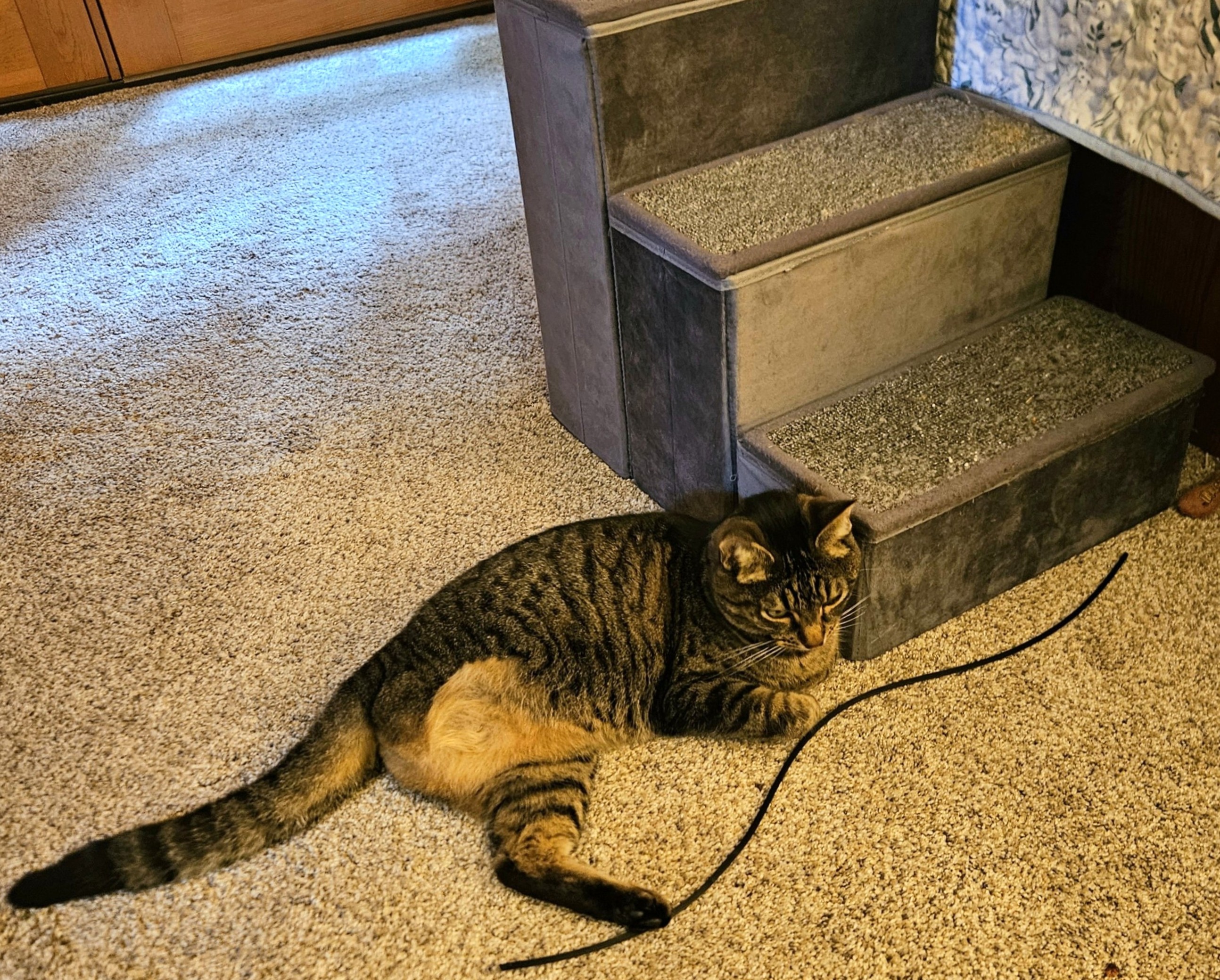 Patient Benji – Cats and Trails and Garden Tales