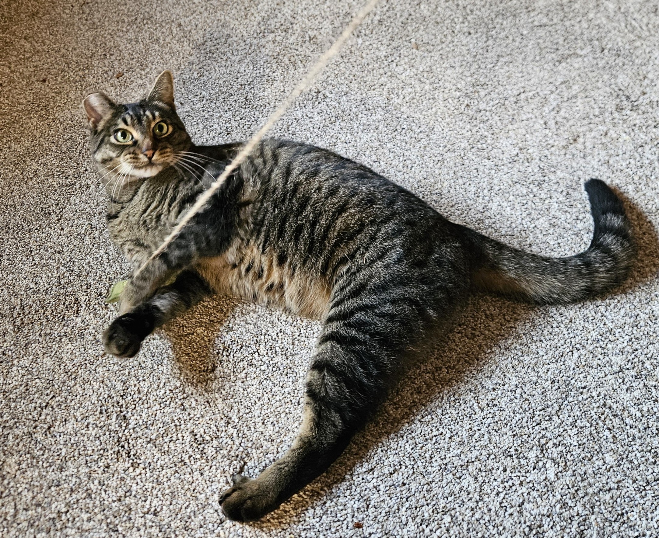 Cats and Trails and Garden Tales – Musings on cats, travel, gardens and ...