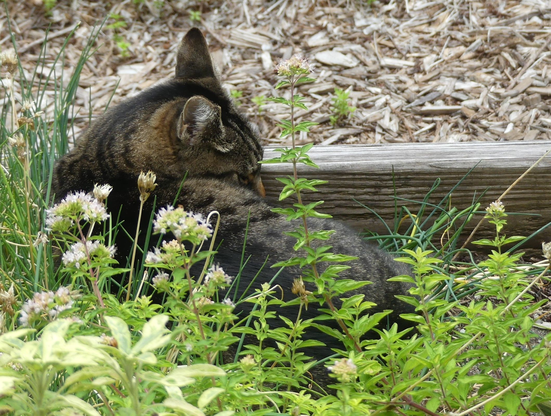 Quiet in the Garden – Kitty at Rest – Cats and Trails and Garden Tales