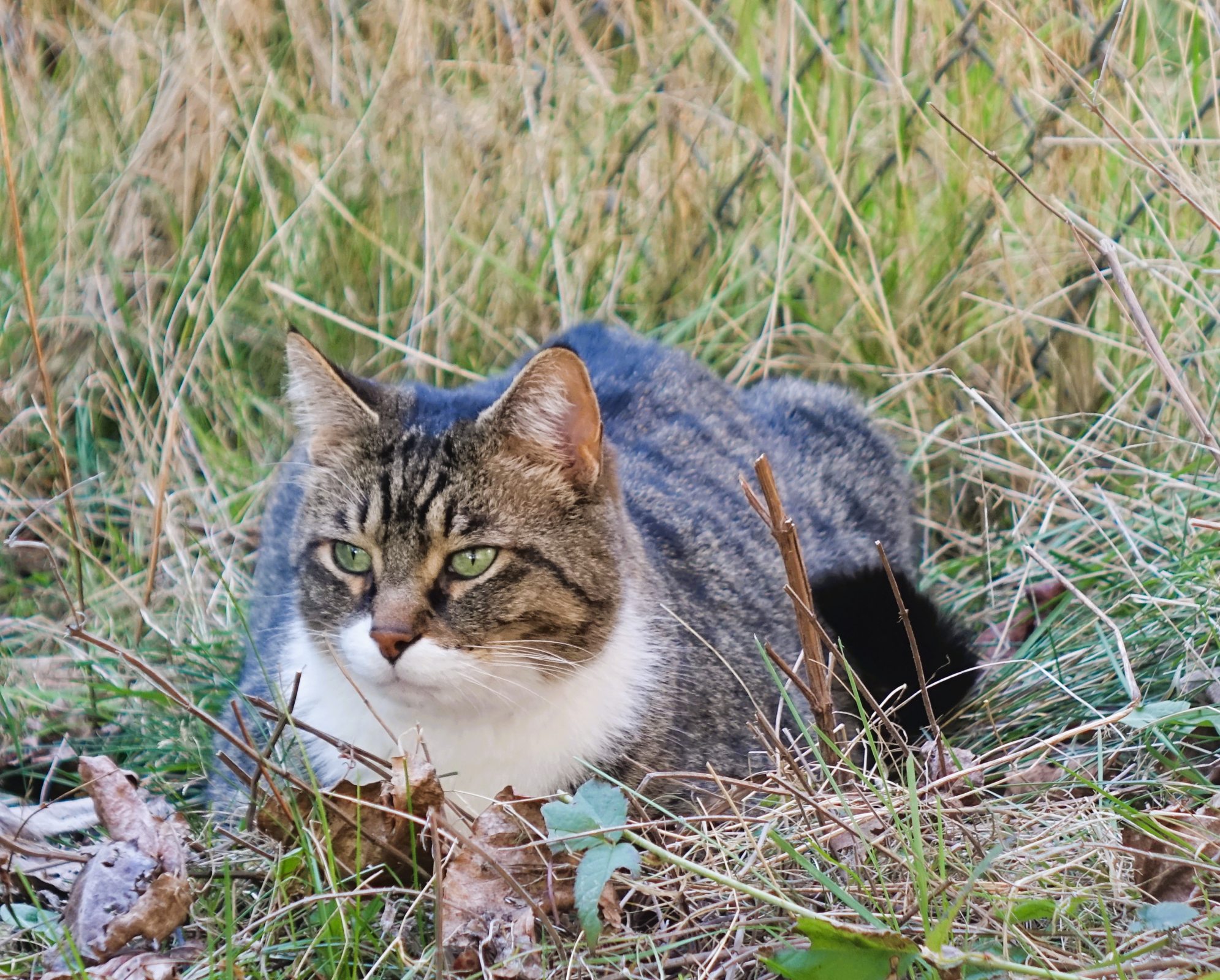 Cats and Trails and Garden Tales – Musings on cats, travel, gardens and ...