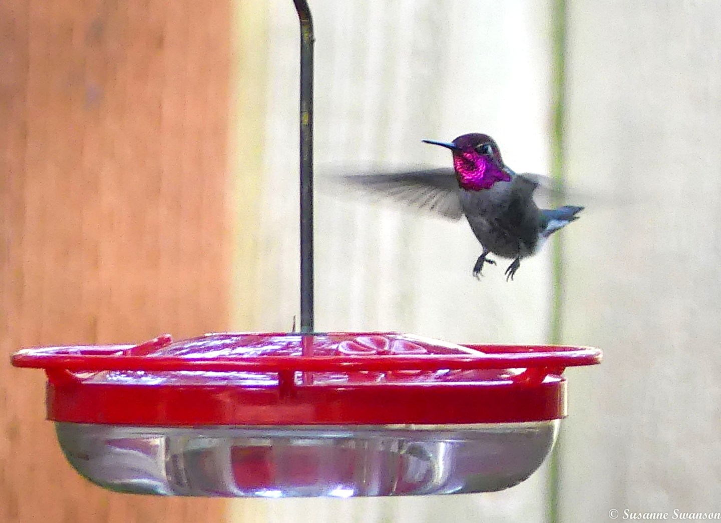Celebrating Animals in the Air, on Land, and Sea – Cats and Trails and ...