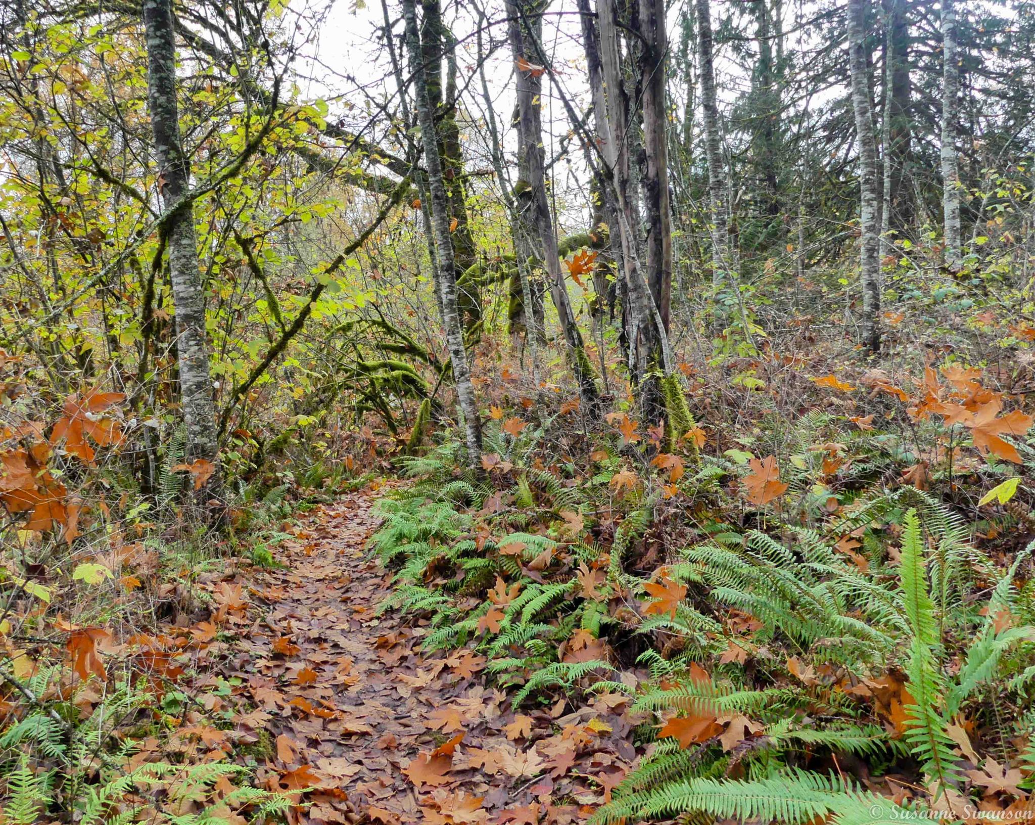 Are Ferns Flowers? – Cats and Trails and Garden Tales