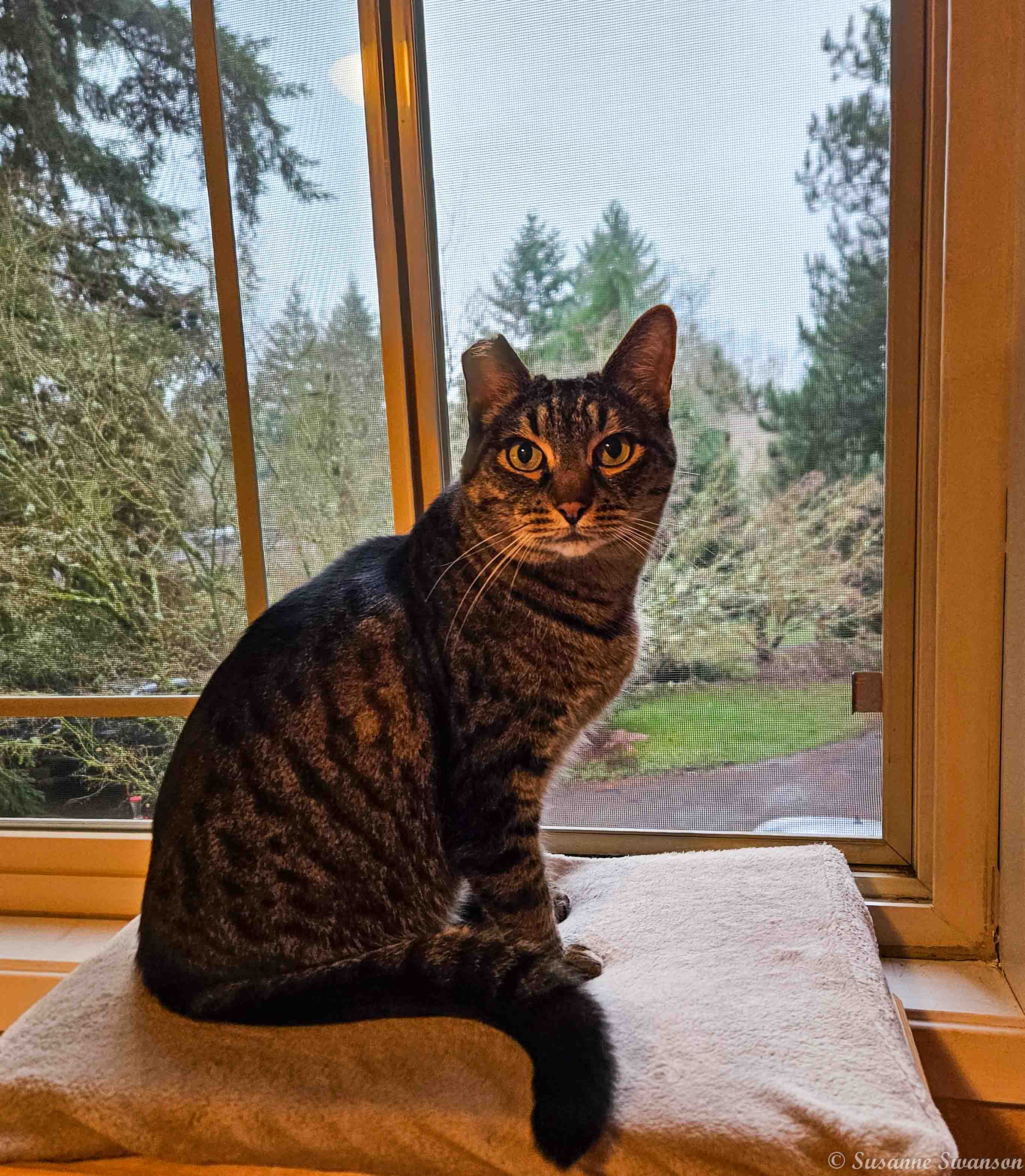 Looking out my Window with Benji – Cats and Trails and Garden Tales