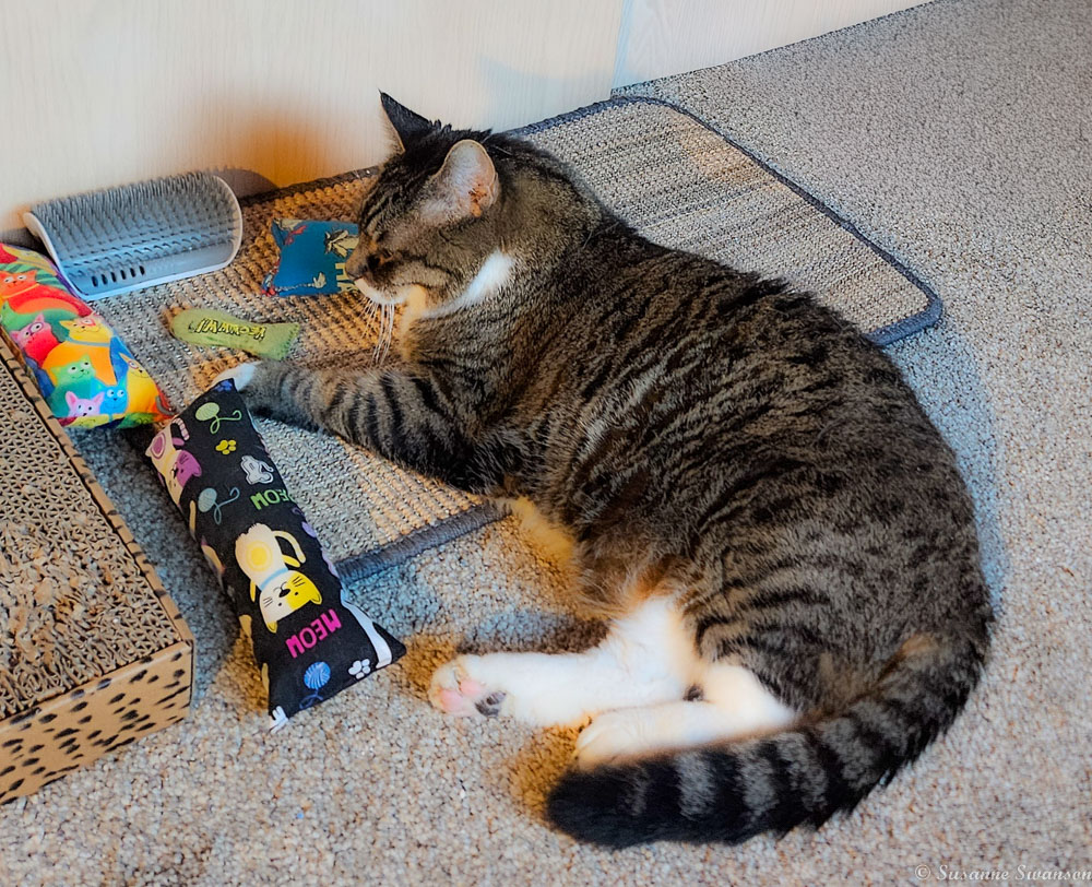 Tiger, my 100-year-old Cat – Cats and Trails and Garden Tales