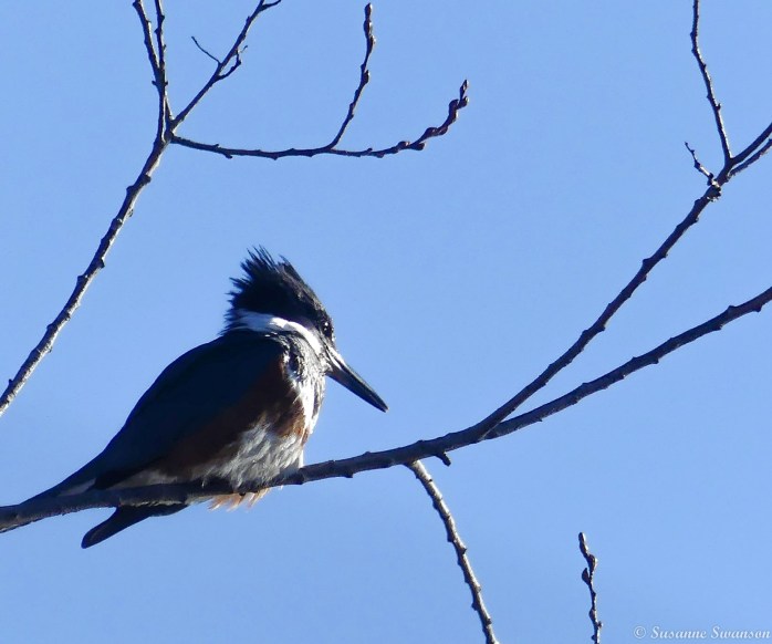 Treated to a Kingfisher at Coulon Park – Cats and Trails and Garden Tales