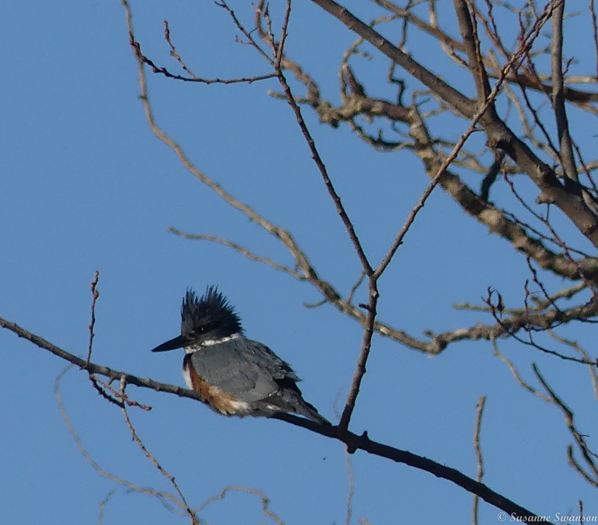 January 2026 – Cats and Trails and Garden Tales