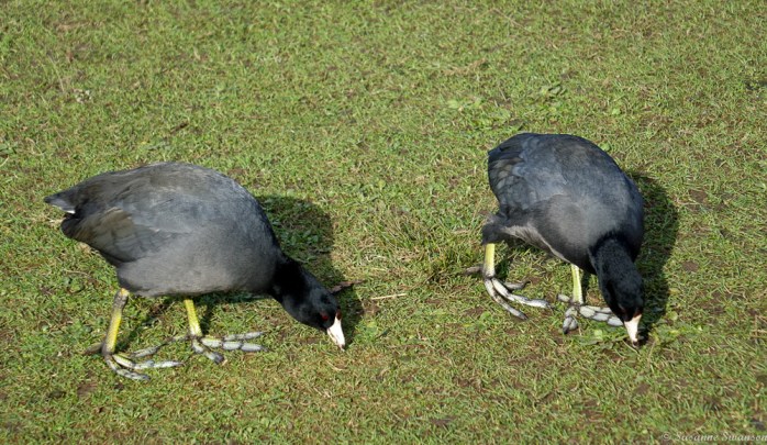 Coots and Seahawks at Coulon Park – Cats and Trails and Garden Tales